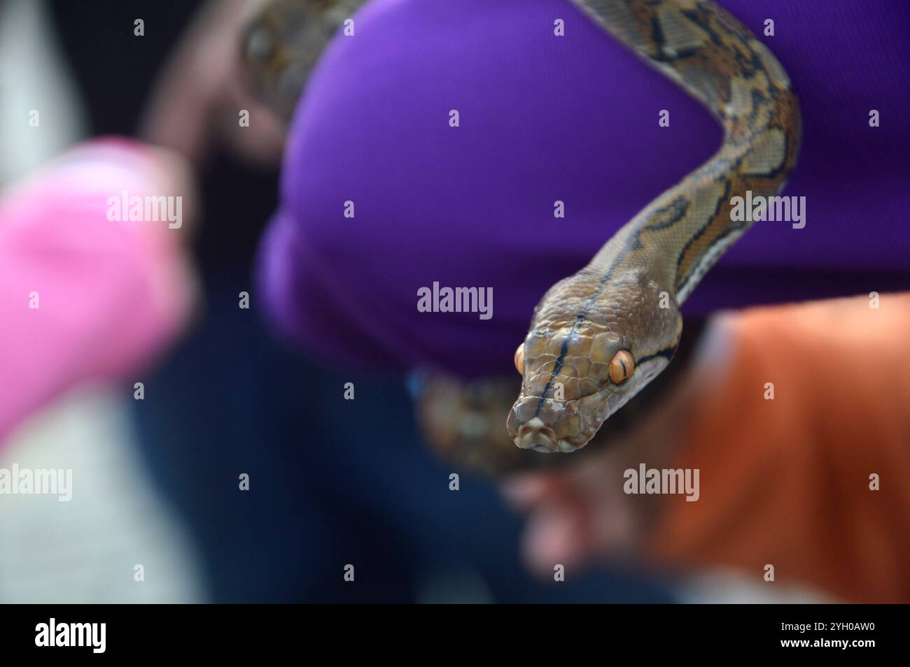 Phyton pattern hi-res stock photography and images - Alamy