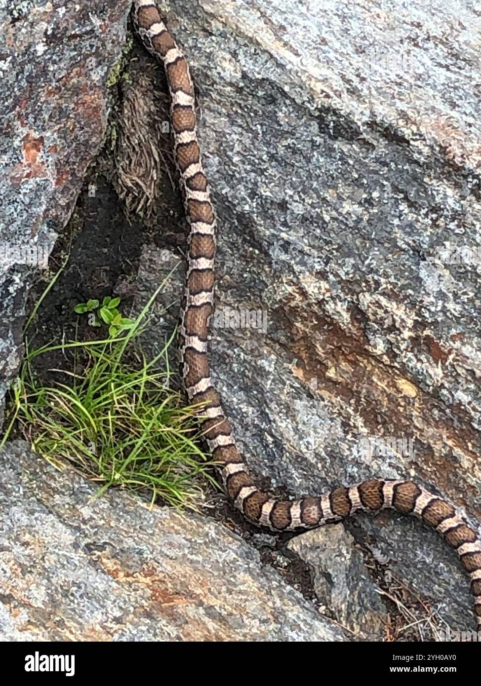 Eastern Milksnake (Lampropeltis triangulum Stock Photo - Alamy
