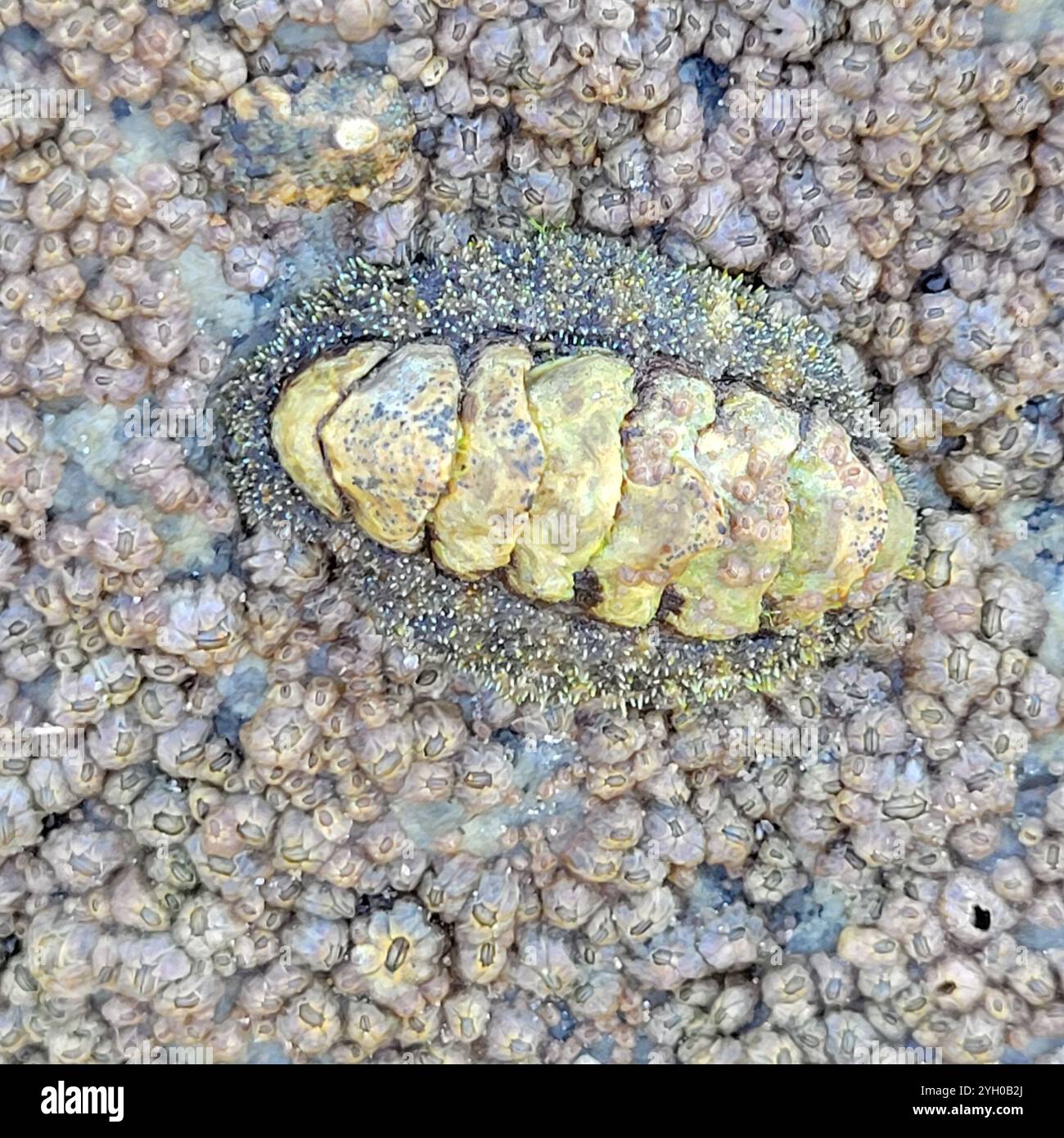 California Spiny Chiton (Nuttallina californica Stock Photo - Alamy