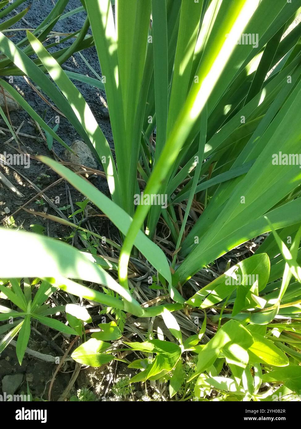 southern blue flag (Iris virginica Stock Photo - Alamy