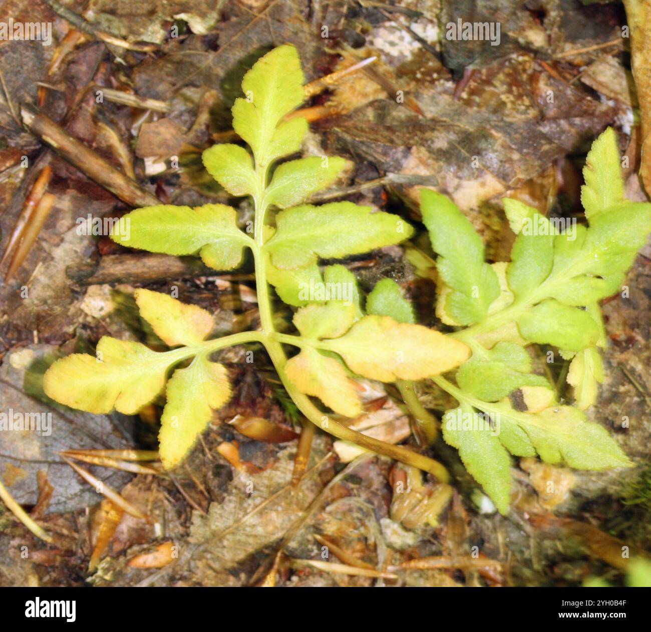 bronze fern (Sceptridium dissectum obliquum Stock Photo - Alamy