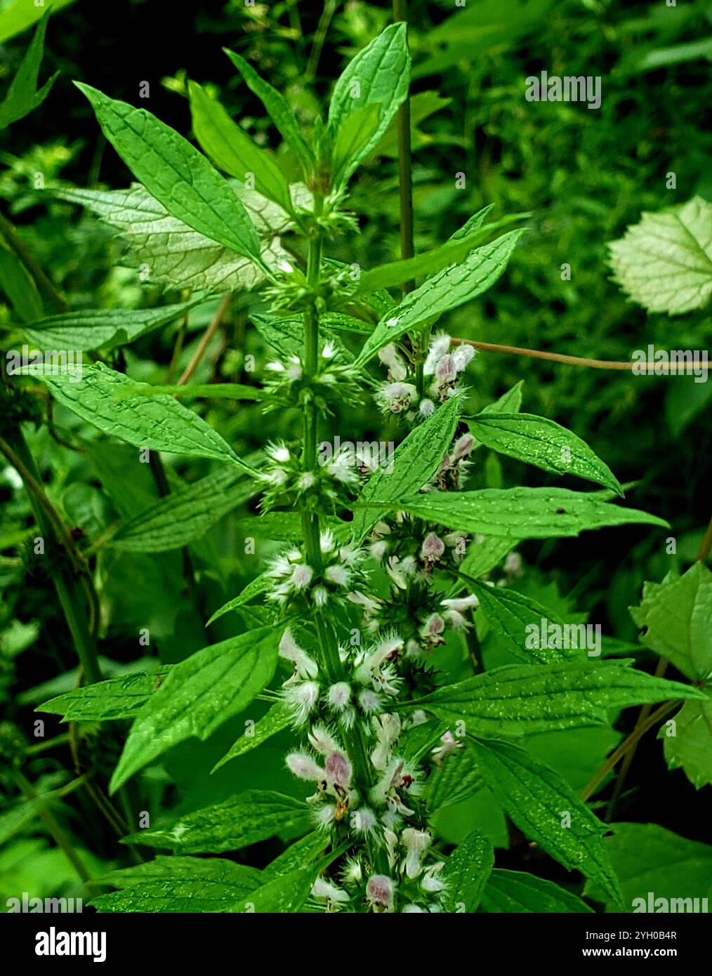 common motherwort (Leonurus cardiaca Stock Photo - Alamy