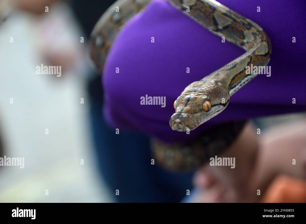 Phyton pattern hi-res stock photography and images - Alamy