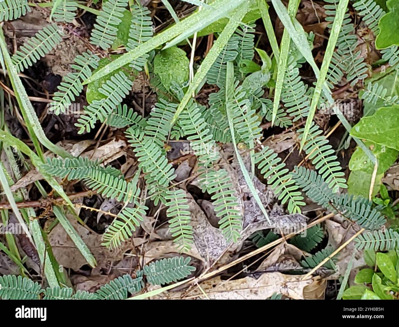 Sensitive briar hi-res stock photography and images - Alamy