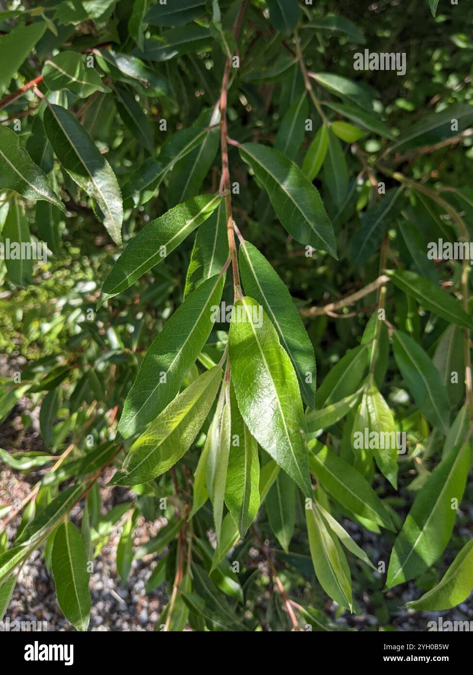 Almond Willow (Salix triandra Stock Photo - Alamy