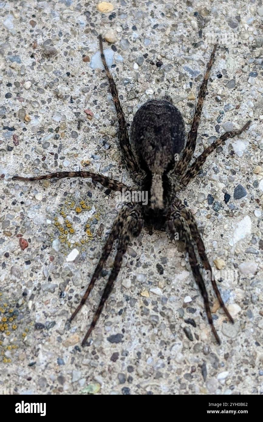 Thin-legged Wolf Spiders (Pardosa Stock Photo - Alamy