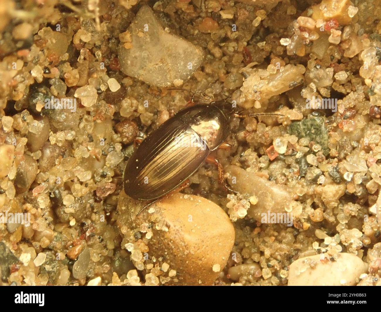 Sun Beetles (Amara Stock Photo - Alamy