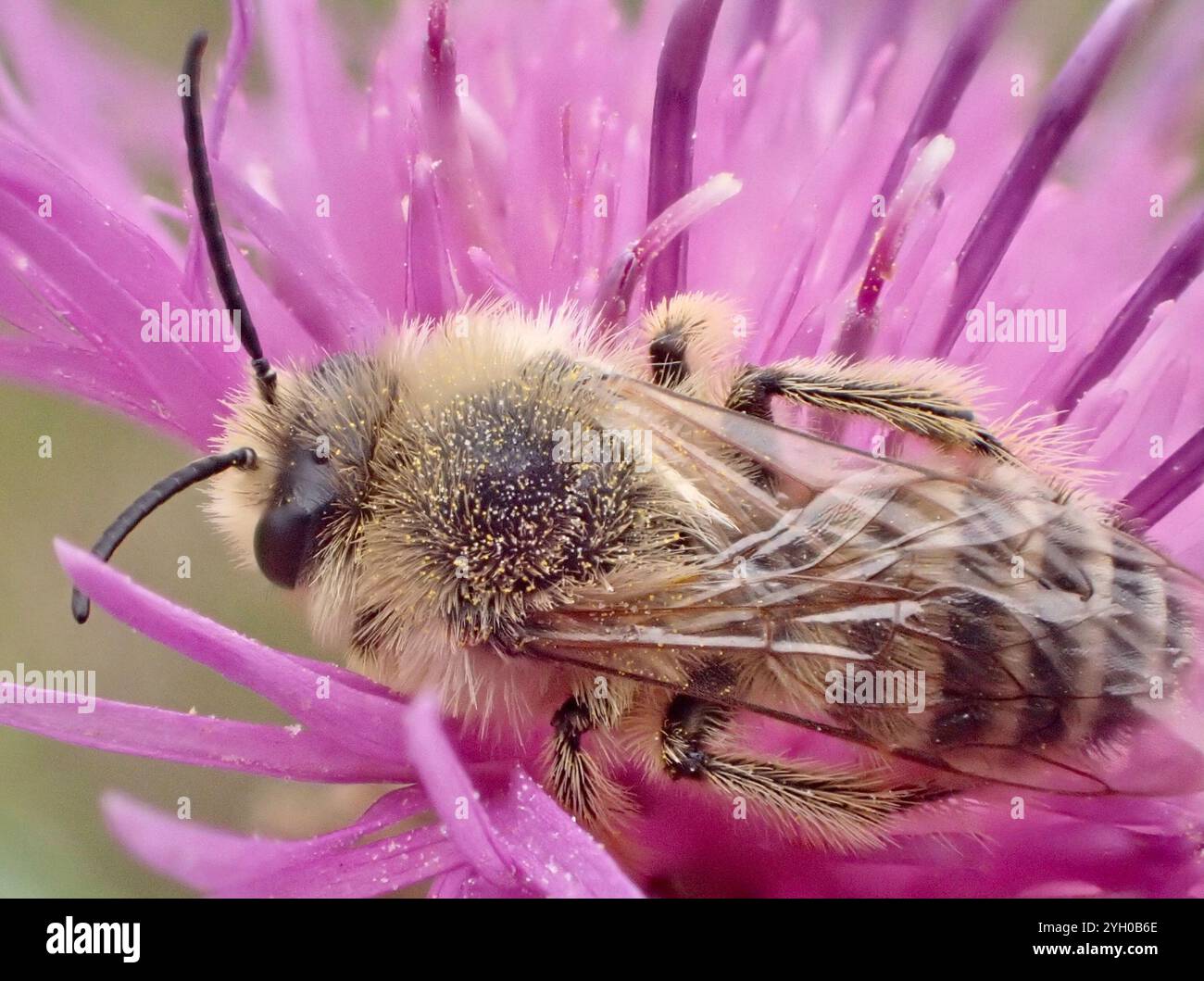 Common Pantaloon Bee (Dasypoda hirtipes Stock Photo - Alamy