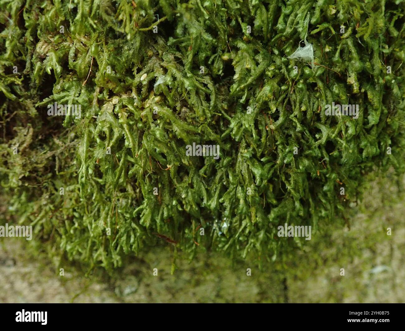 Homalia trichomanoides moss hi-res stock photography and images - Alamy