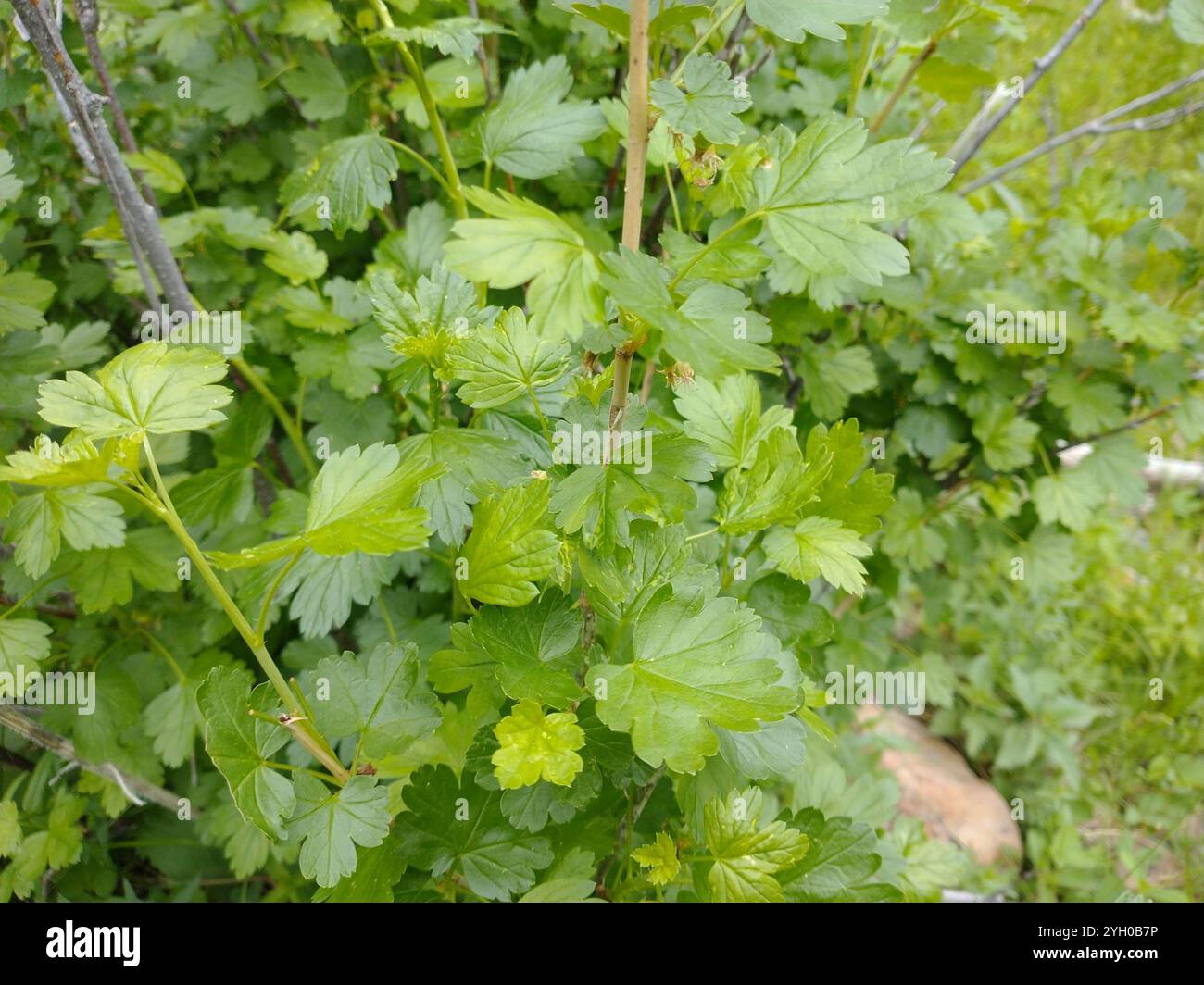 white-stemmed gooseberry (Ribes inerme Stock Photo - Alamy