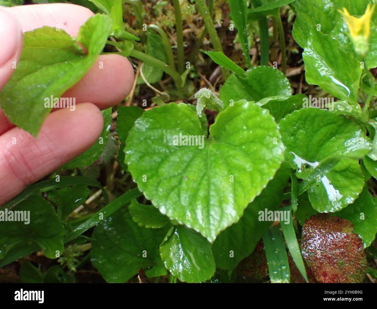 stream violet (Viola glabella Stock Photo - Alamy