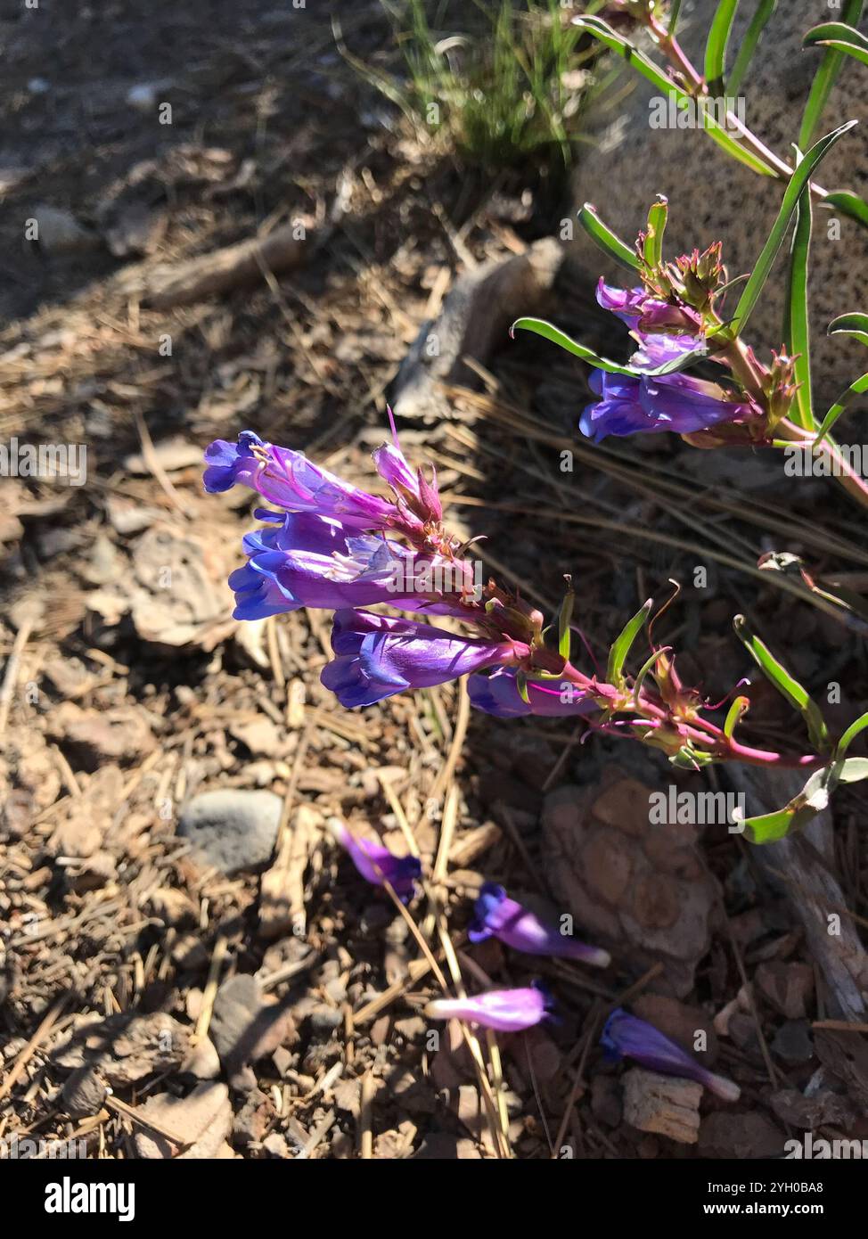 Sierra Penstemon (Penstemon heterodoxus Stock Photo - Alamy
