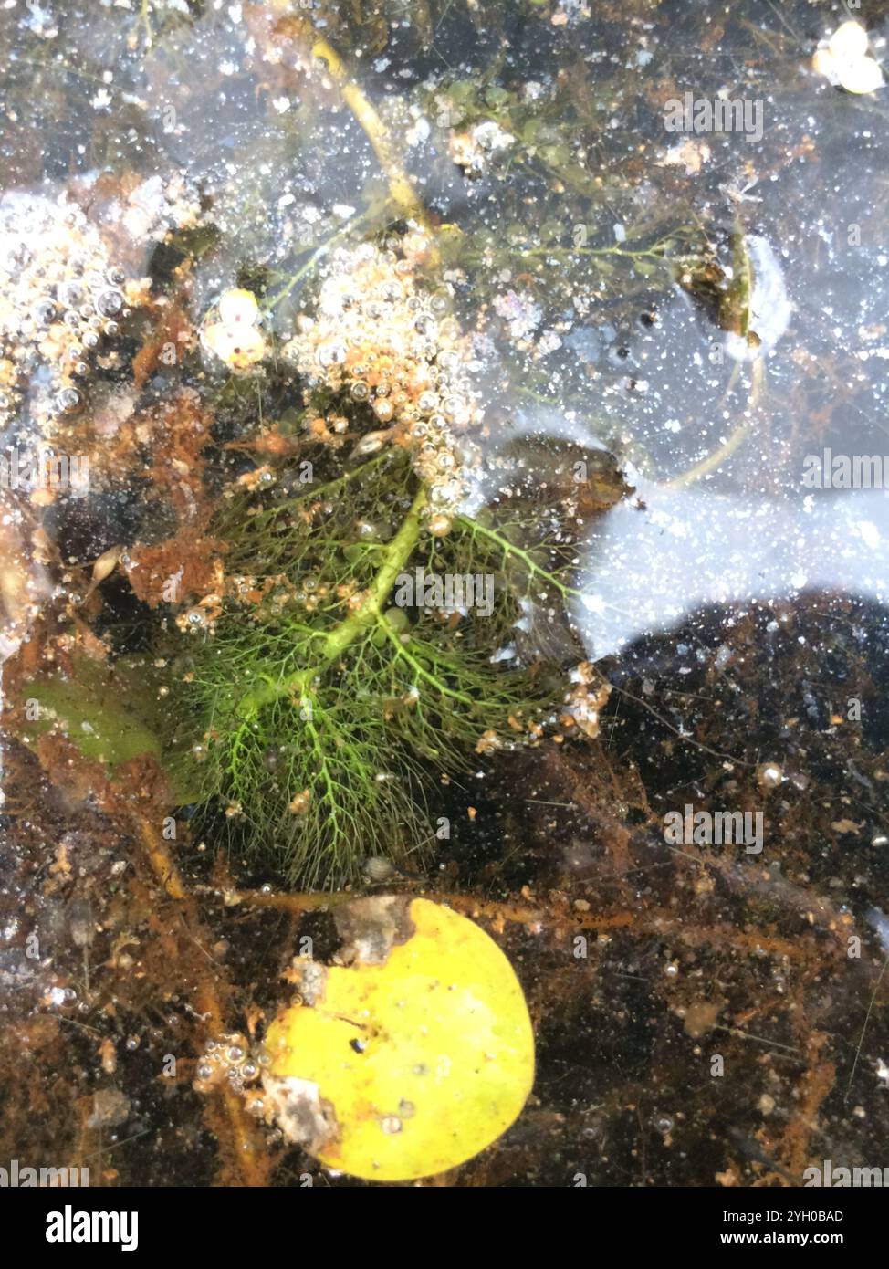 common bladderwort (Utricularia macrorhiza Stock Photo - Alamy