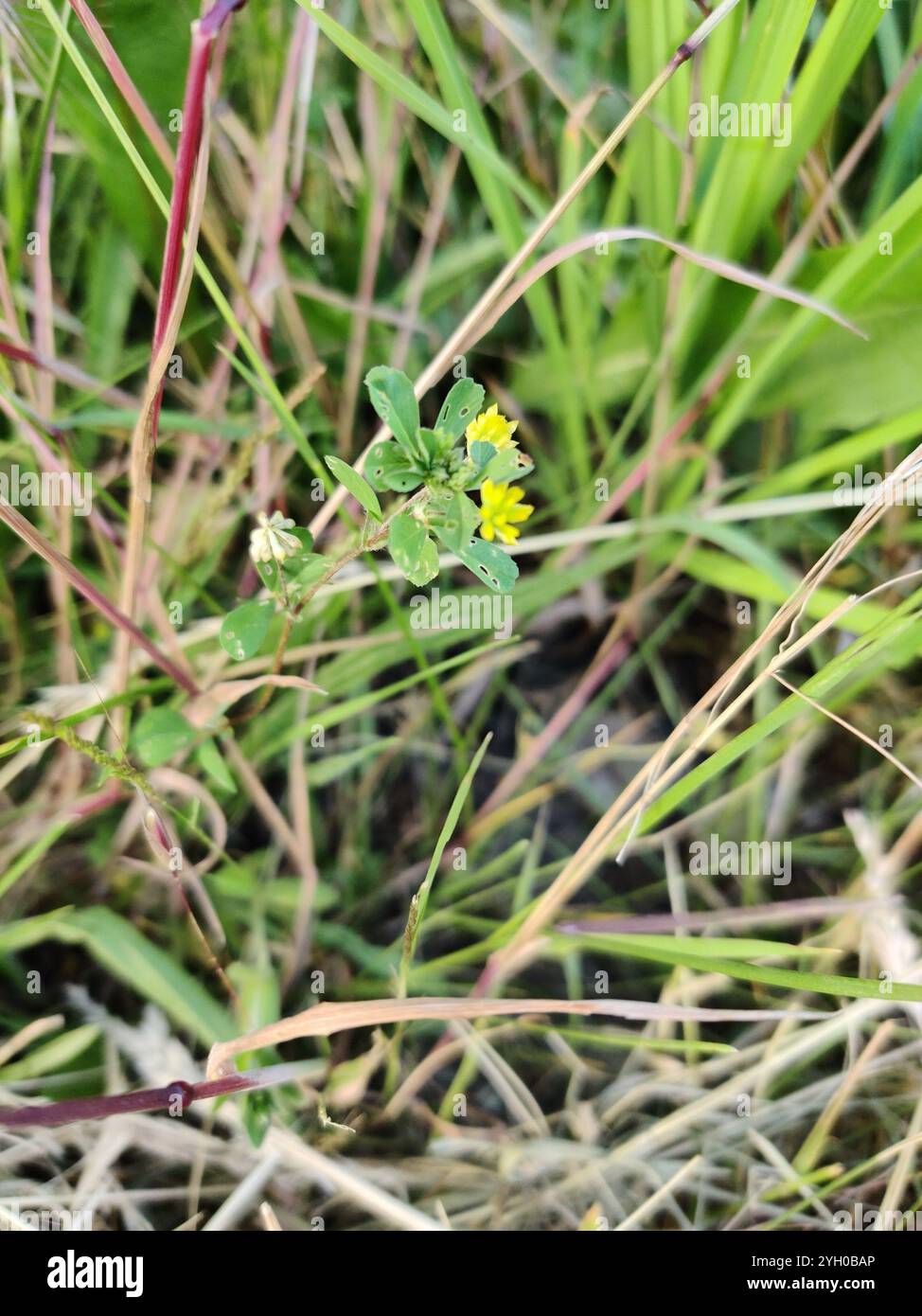 Lesser hop trefoil (Trifolium dubium Stock Photo - Alamy