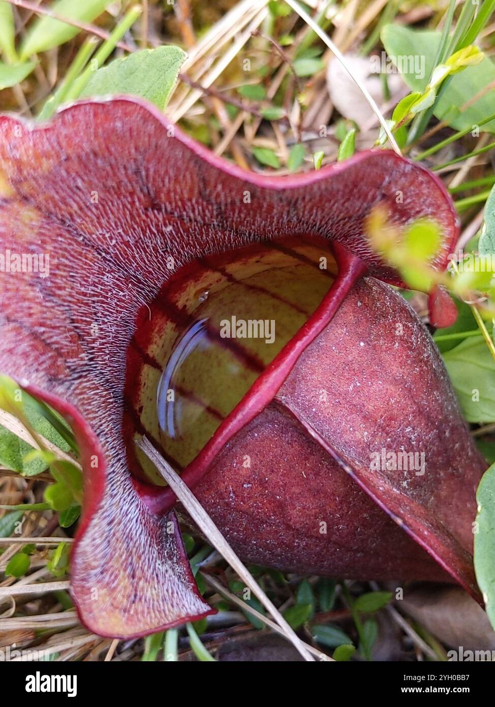 northern purple pitcher plant (Sarracenia purpurea purpurea Stock Photo ...