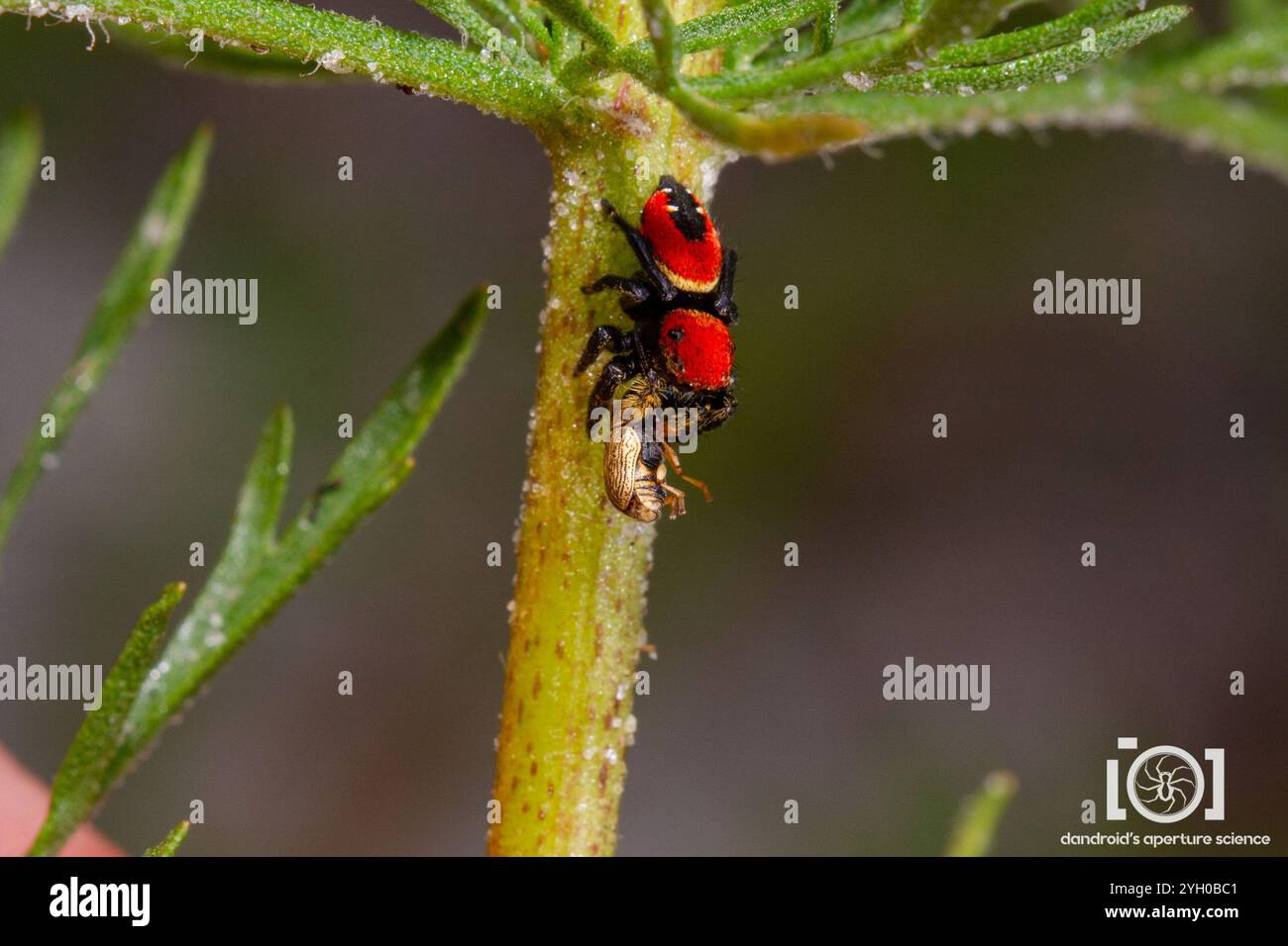 Apache Jumping Spider (Phidippus apacheanus Stock Photo - Alamy