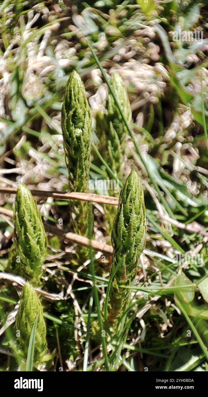 northern spikemoss (Selaginella selaginoides Stock Photo - Alamy