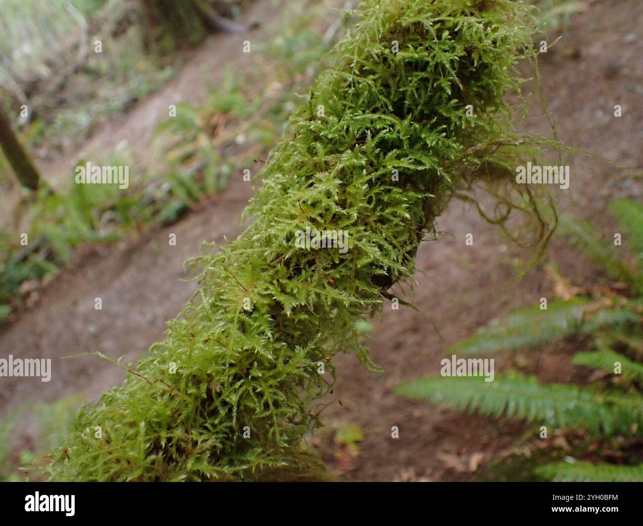 Cat's Tail Moss (Pseudisothecium stoloniferum Stock Photo - Alamy