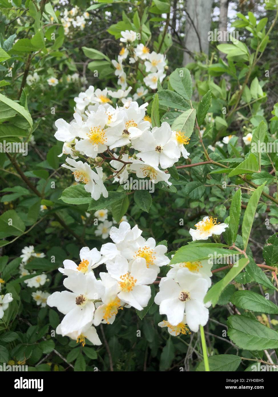 multiflora rose (Rosa multiflora Stock Photo - Alamy