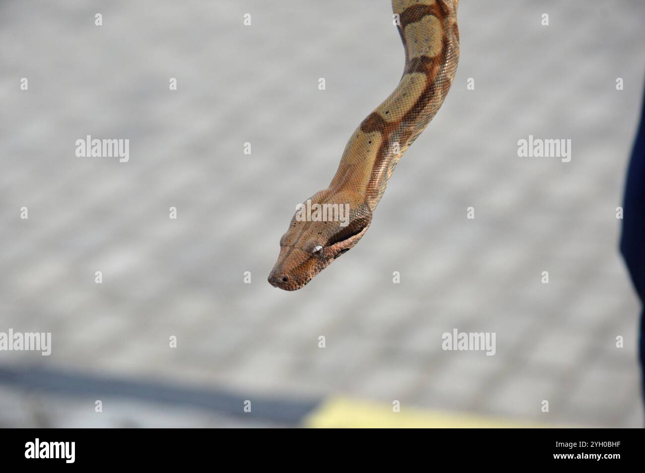 Phyton pattern hi-res stock photography and images - Alamy