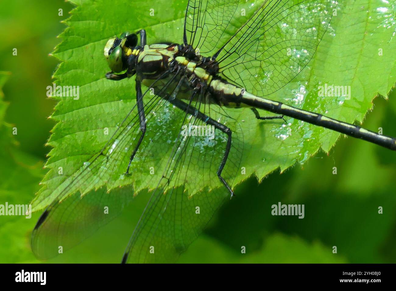 Black-shouldered Spinyleg (Dromogomphus spinosus Stock Photo - Alamy
