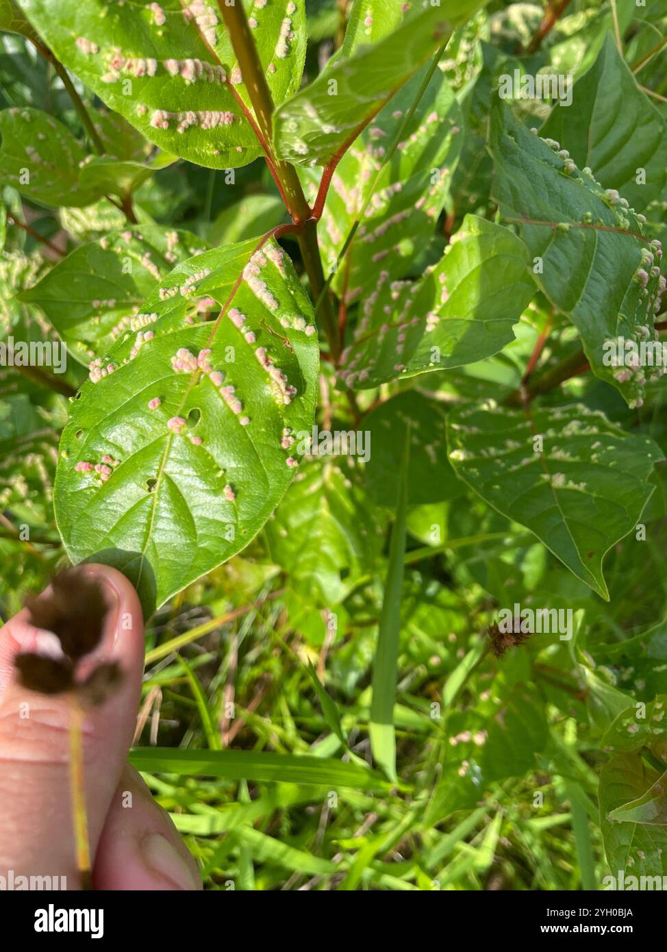 Gall and Rust Mites (Eriophyidae Stock Photo - Alamy