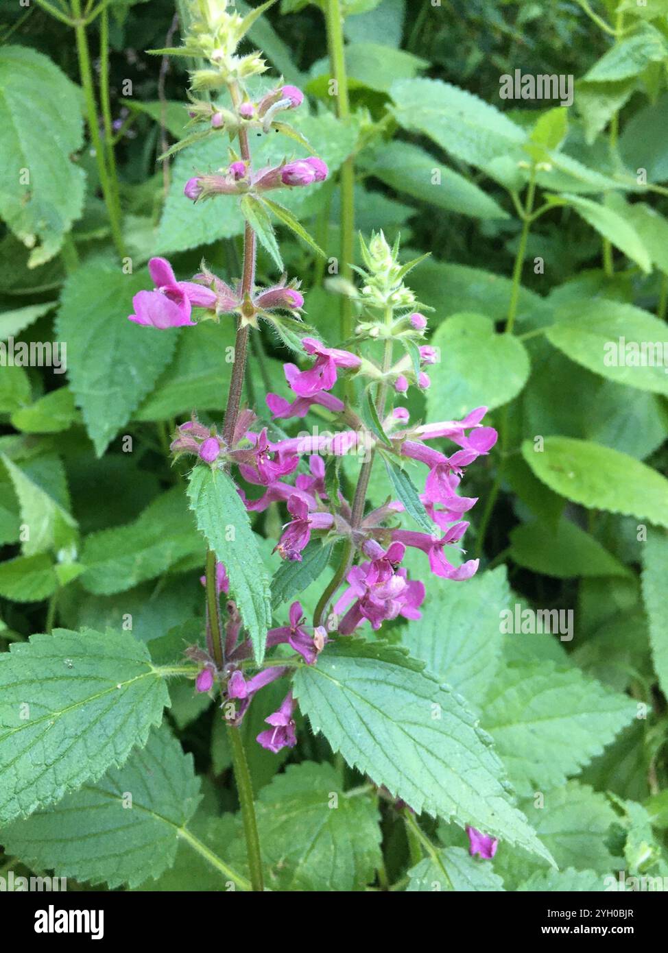 Coastal hedge nettle hi-res stock photography and images - Alamy