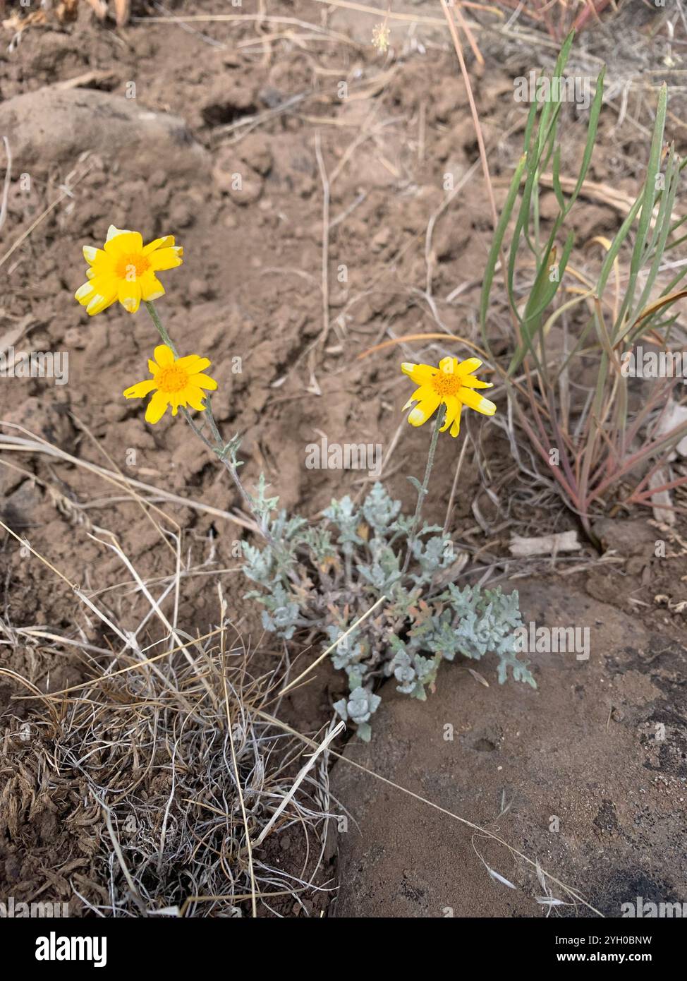 common woolly sunflower (Eriophyllum lanatum Stock Photo - Alamy