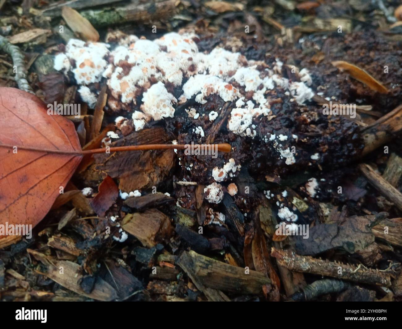 Blushing Rosette (Abortiporus biennis Stock Photo - Alamy