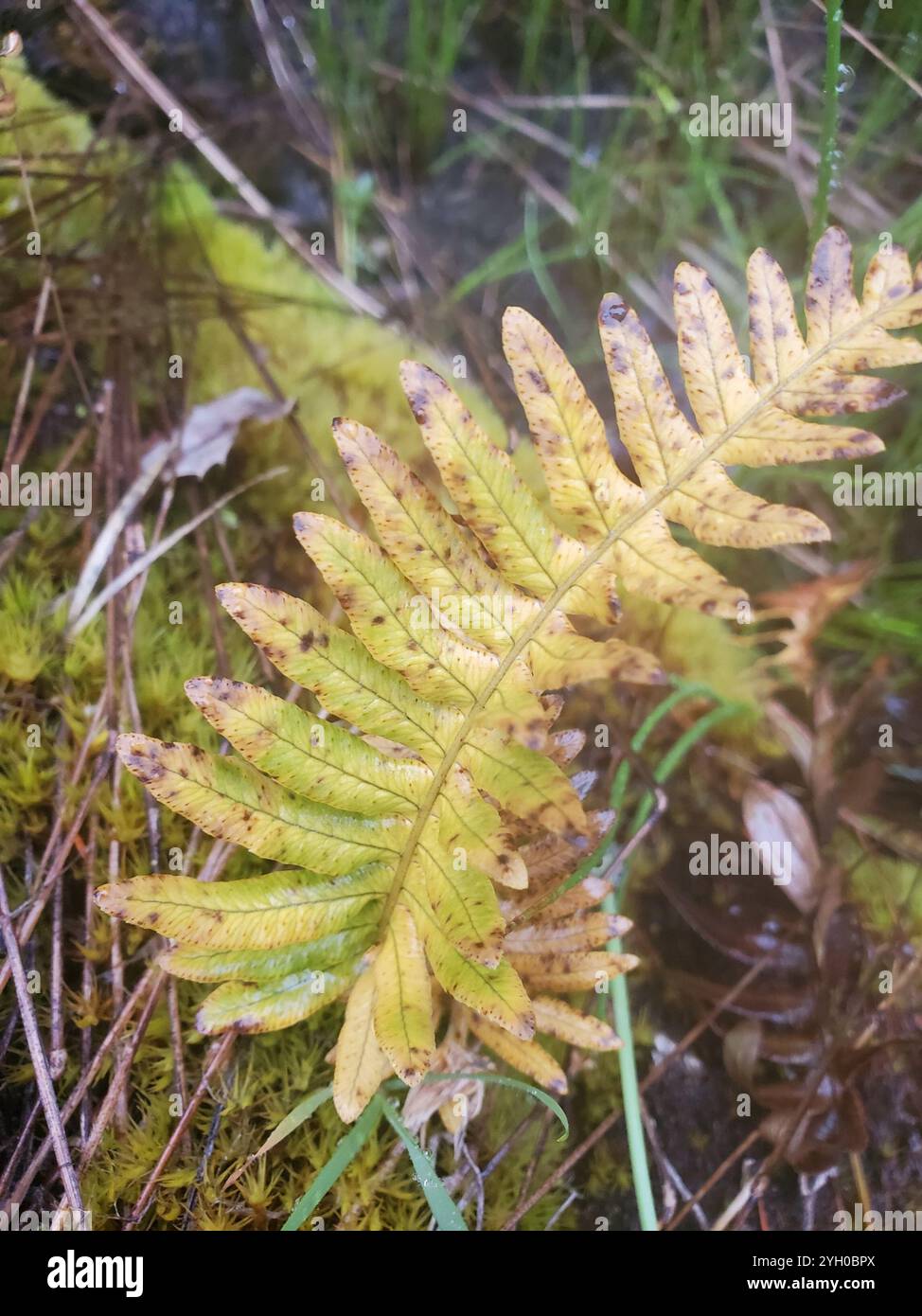licorice fern (Polypodium glycyrrhiza Stock Photo - Alamy