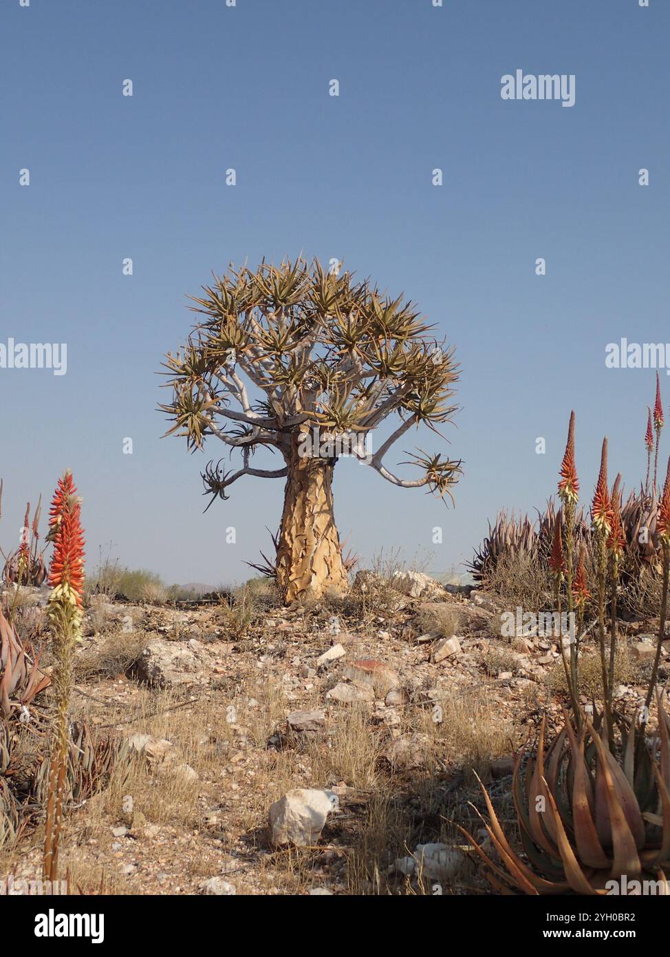 Quiver Tree (Aloidendron dichotomum Stock Photo - Alamy