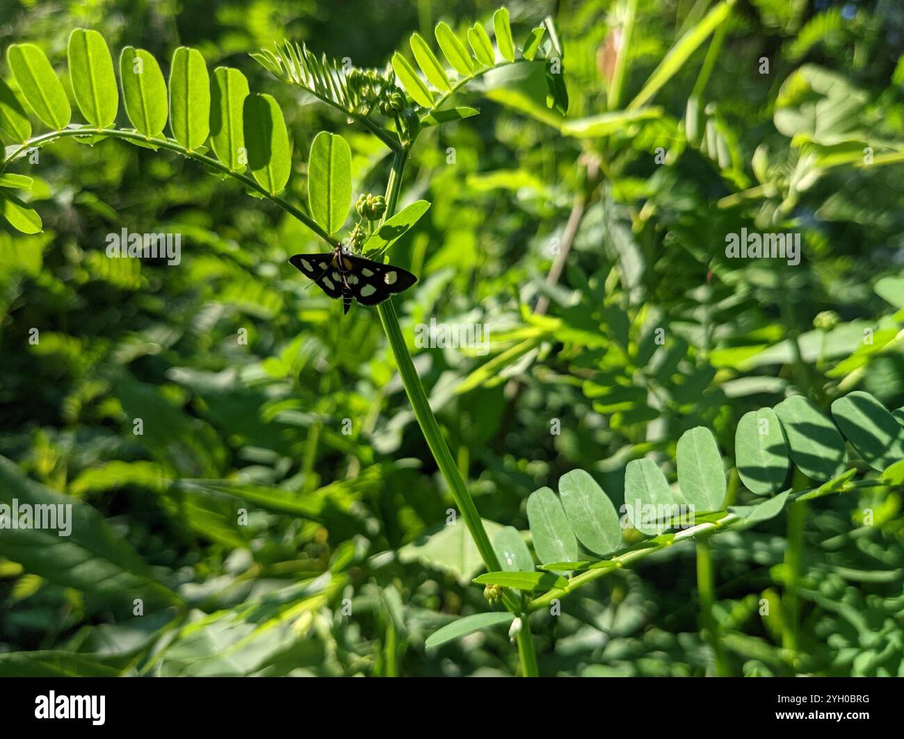 White spotted sable hi-res stock photography and images - Alamy