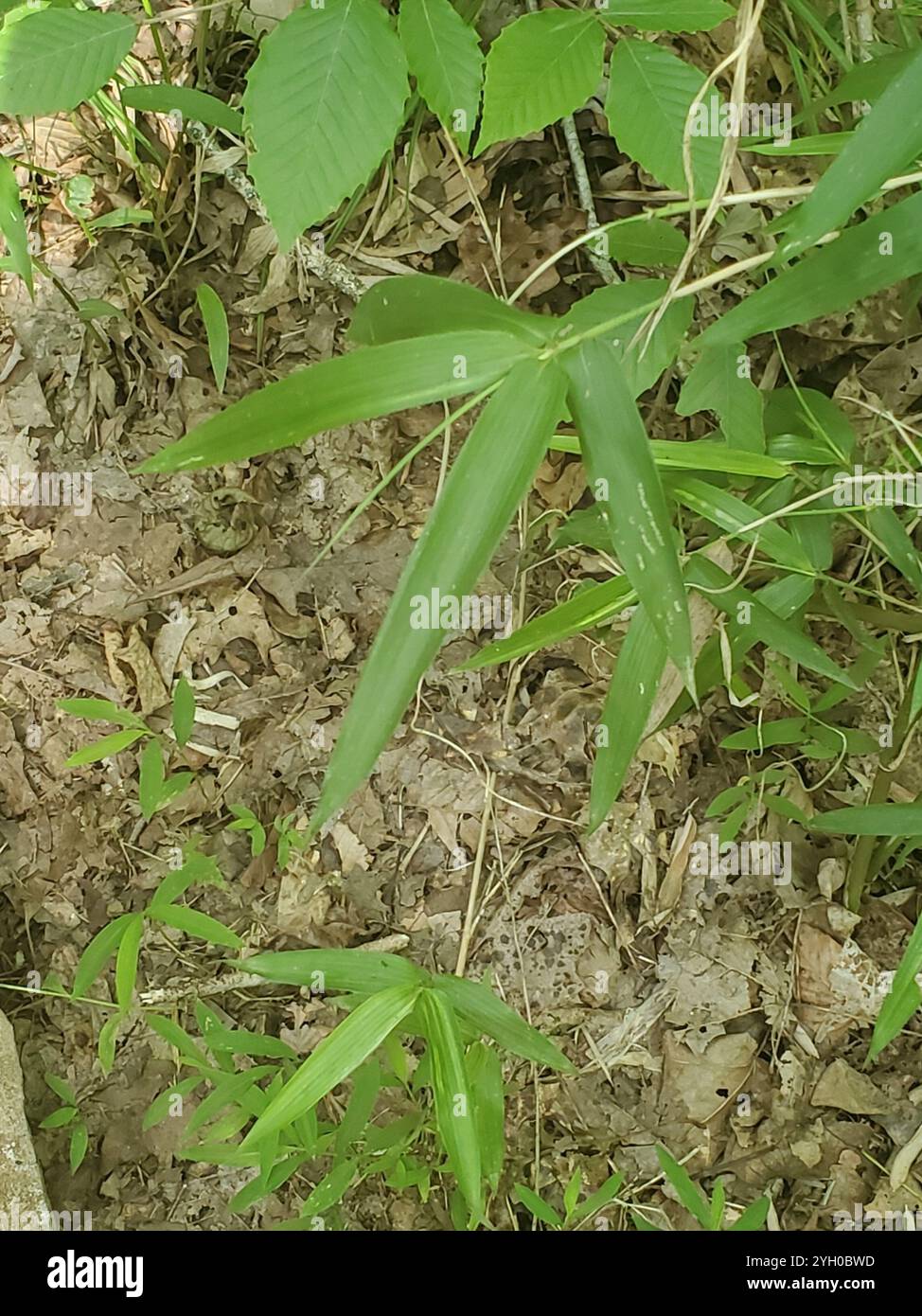 Arundinaria gigantea hi-res stock photography and images - Alamy