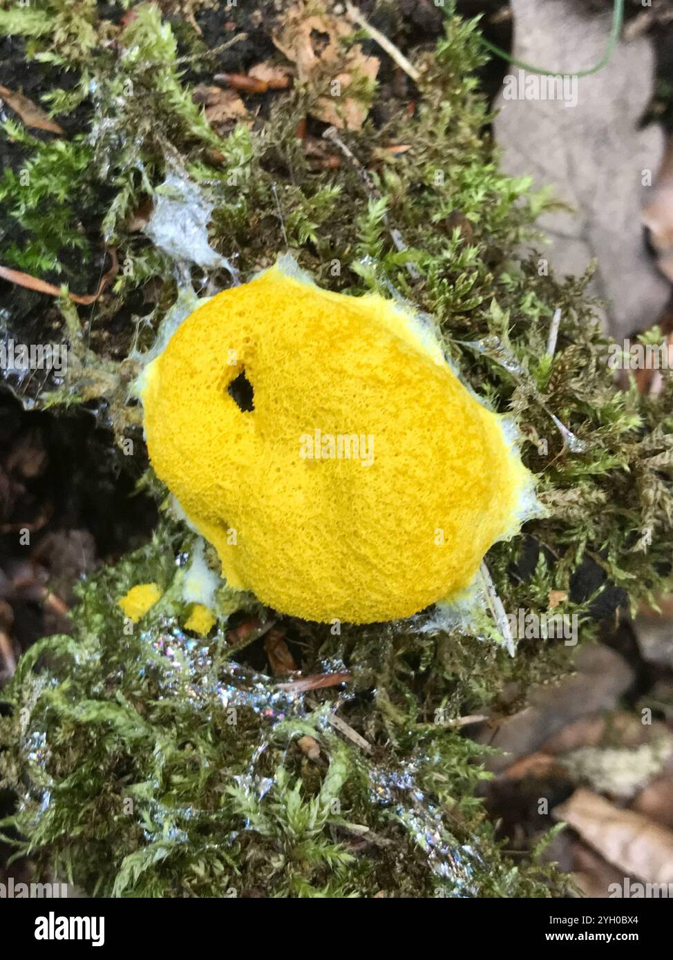 Dog Vomit Slime Mold (Fuligo septica Stock Photo - Alamy