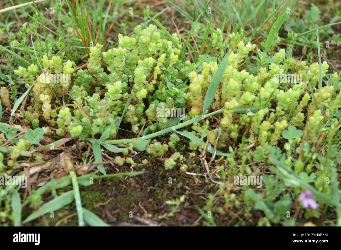 Biting Stonecrop (Sedum acre Stock Photo - Alamy