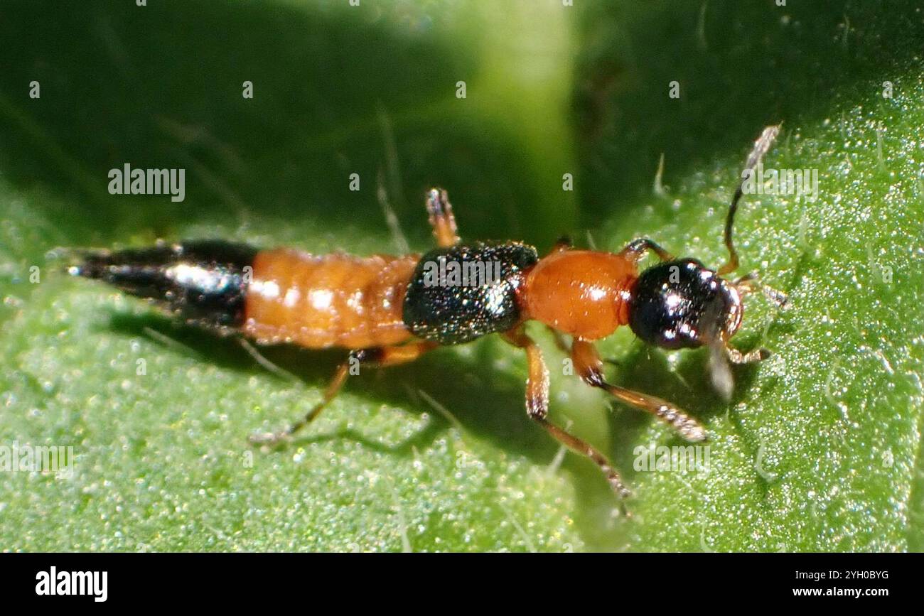 Paederus hi-res stock photography and images - Alamy