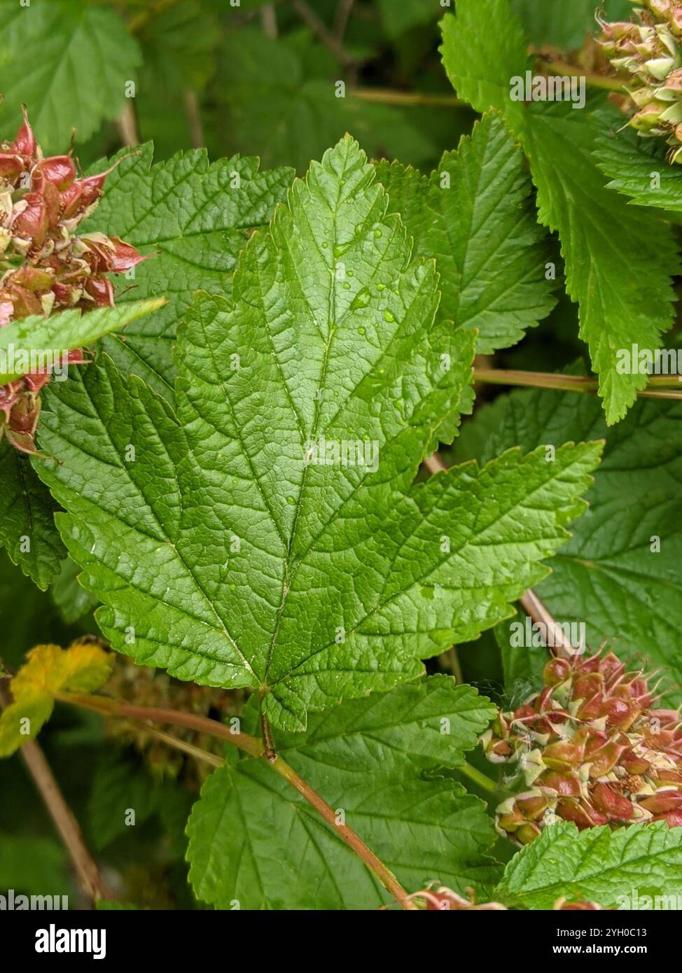 Pacific ninebark (Physocarpus capitatus Stock Photo - Alamy