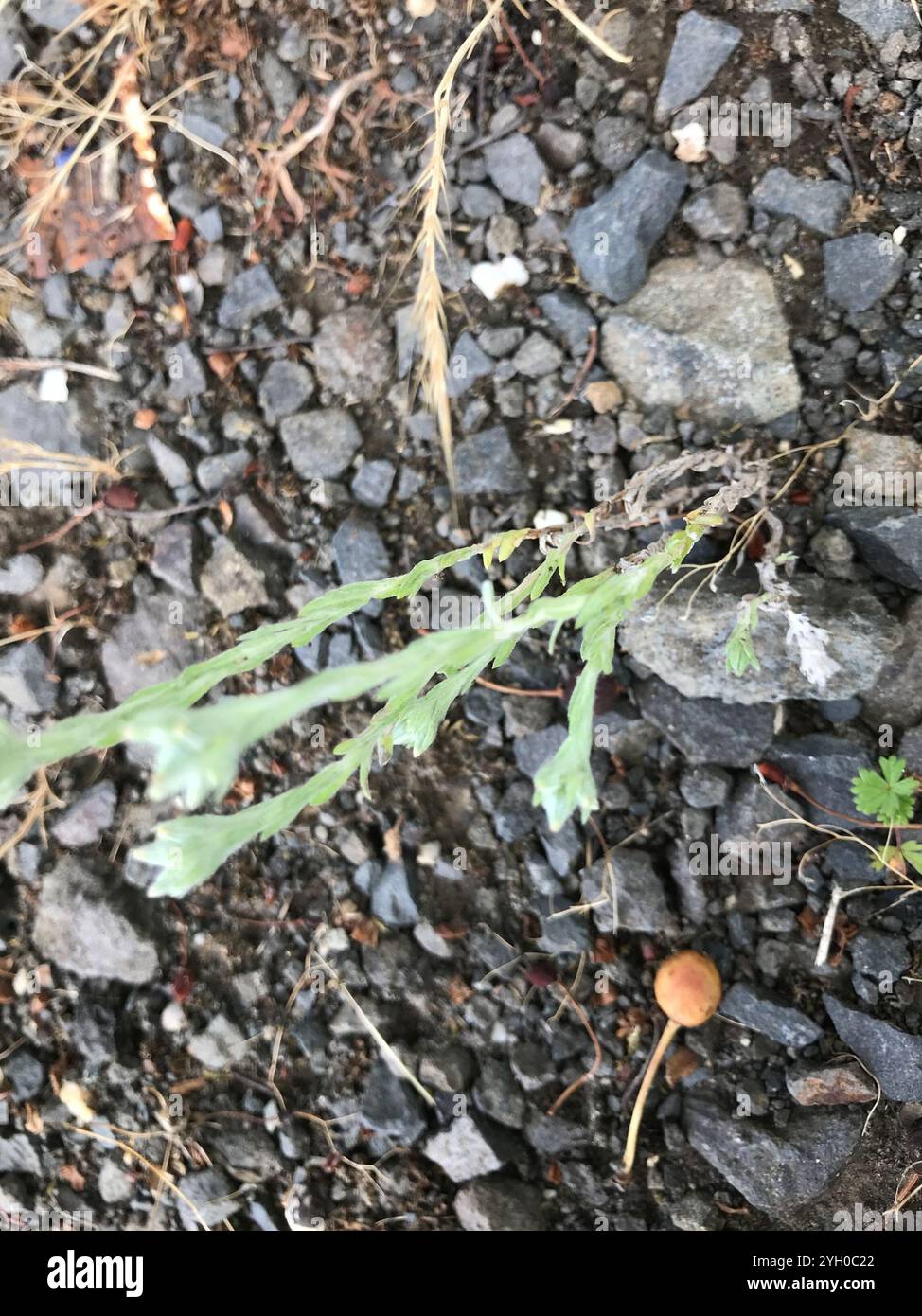 field fluffweed (Filago arvensis Stock Photo - Alamy