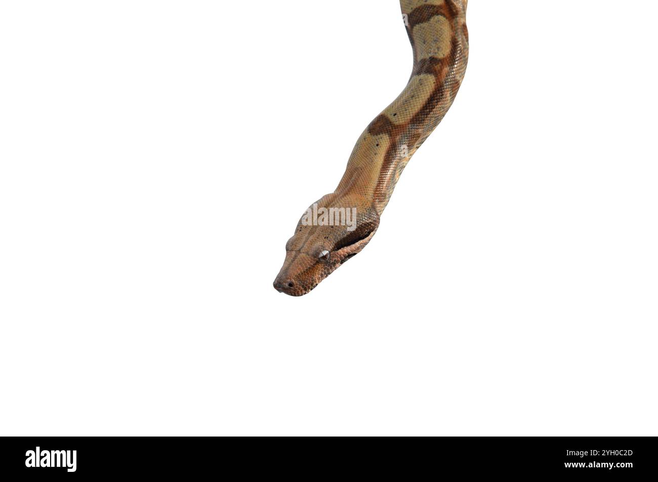 Closeup snake poisonous viper Cut Out Stock Images & Pictures - Alamy