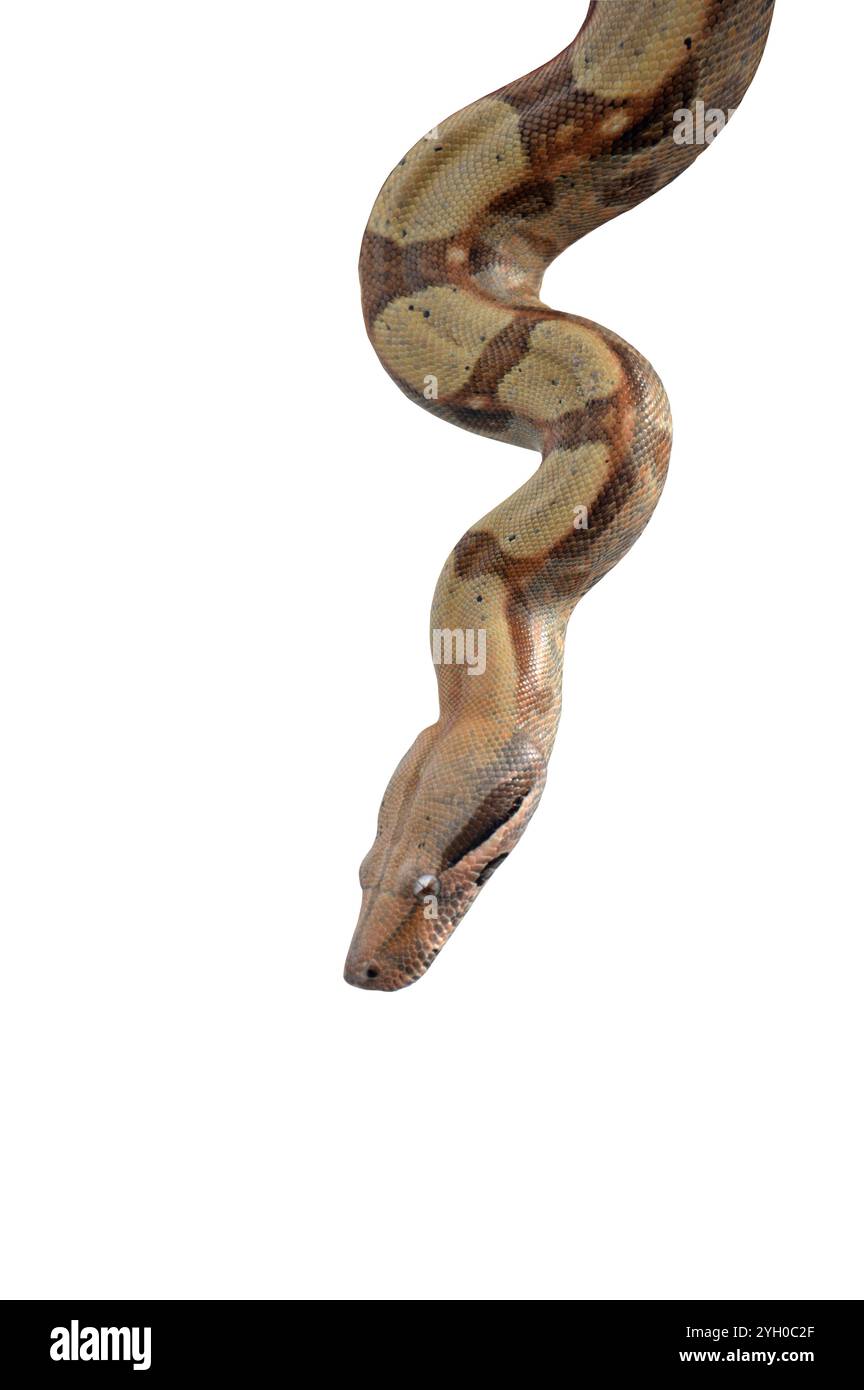 Yellow boa constrictor snake Cut Out Stock Images & Pictures - Alamy
