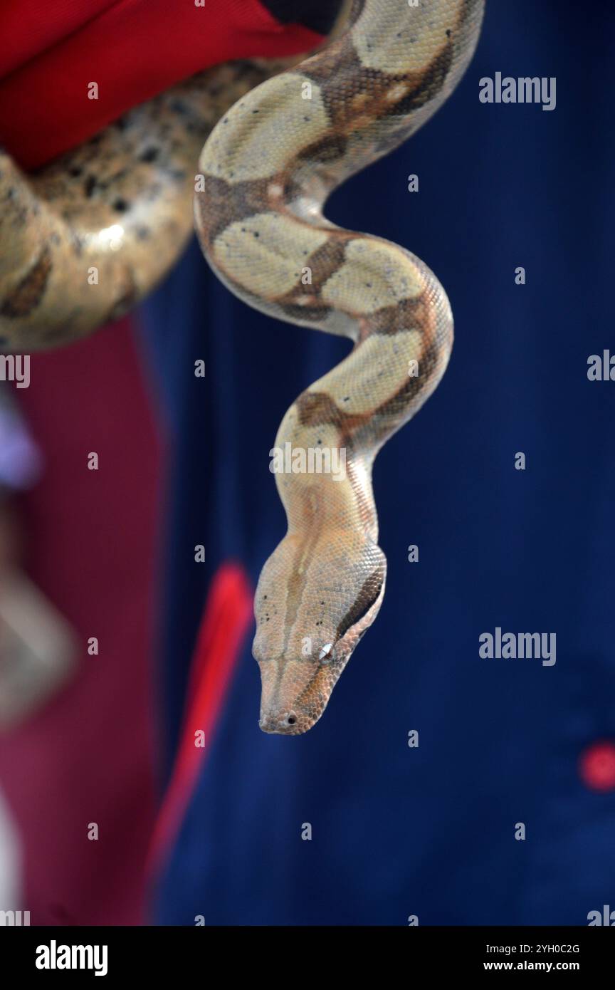 Phyton pattern hi-res stock photography and images - Alamy