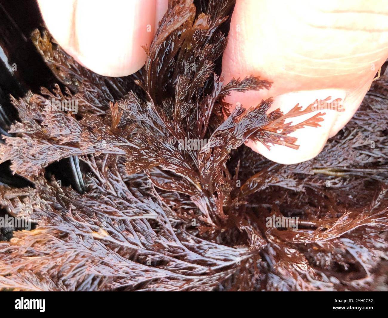 coarse sea lace (Herpochondria borealis Stock Photo - Alamy