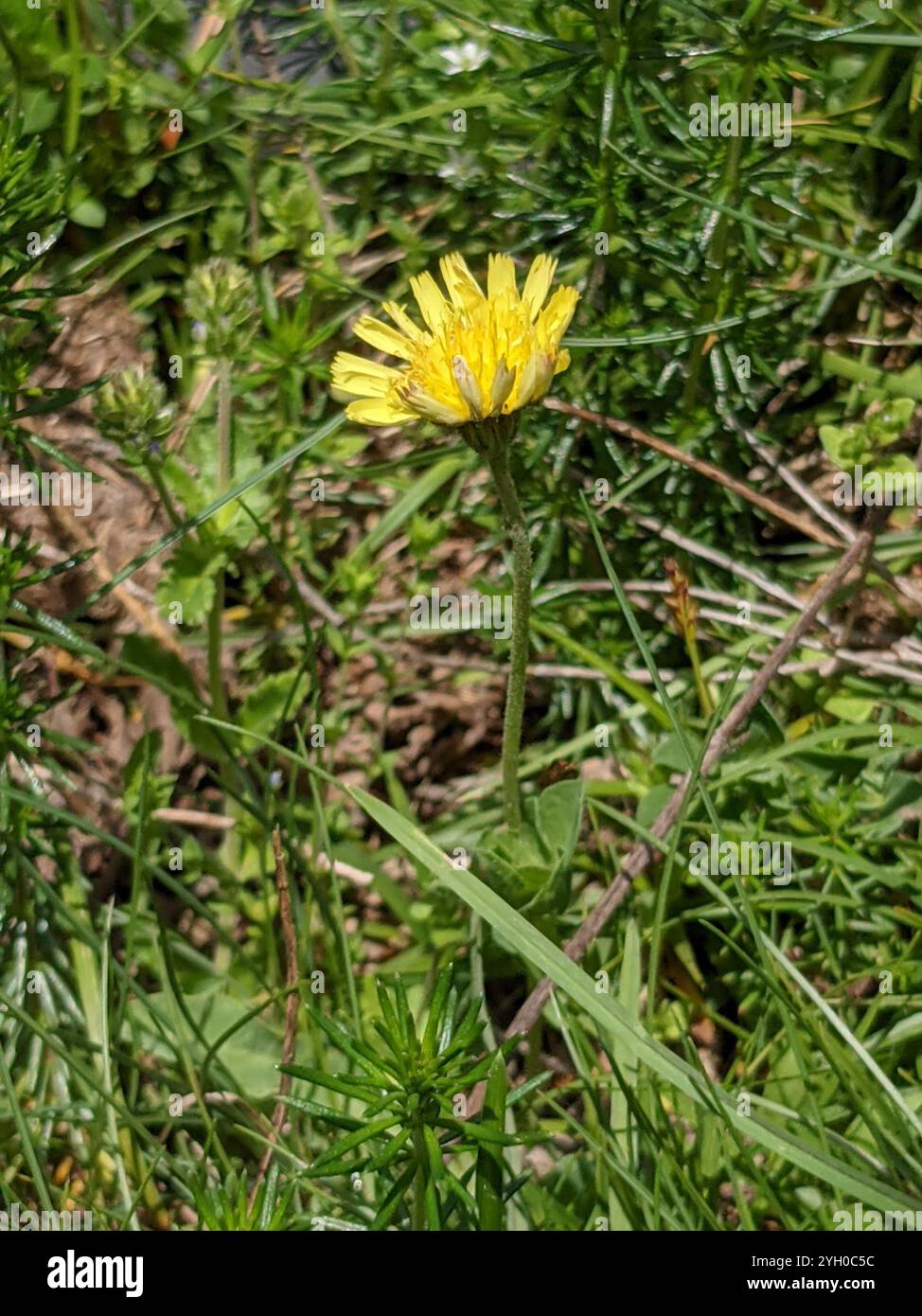 Lettuce, Chicory, Dandelion and Salsify Tribe (Cichorieae Stock Photo ...