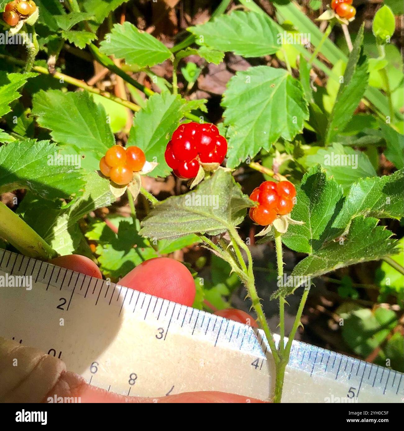 Common Dewberry (Rubus flagellaris Stock Photo - Alamy