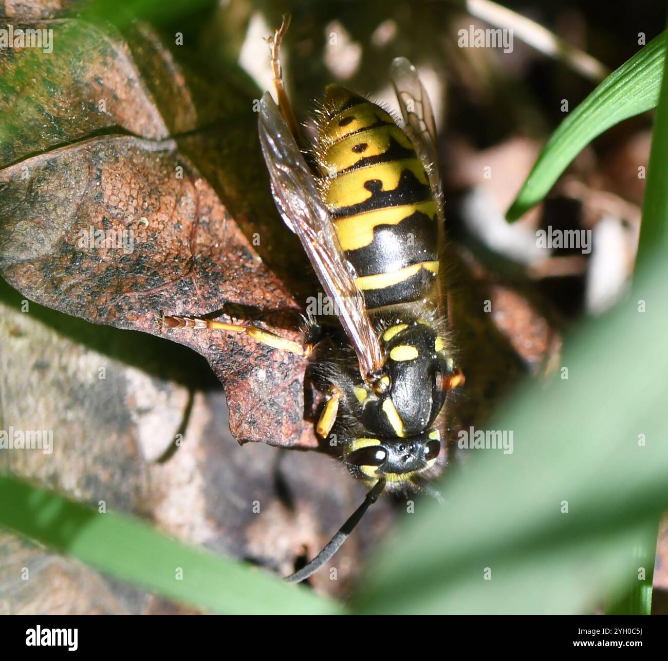 Common European Yellowjacket (Vespula vulgaris Stock Photo - Alamy