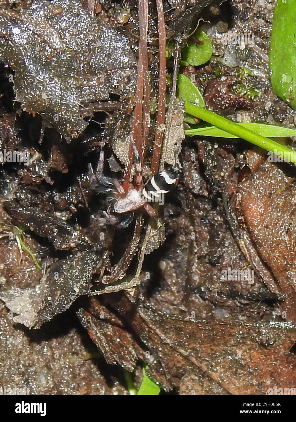 Variegated Ground Spider (Sergiolus capulatus Stock Photo - Alamy