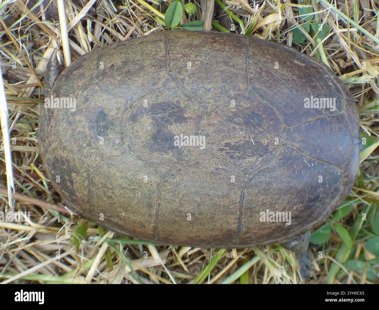 Eastern Mud Turtle (Kinosternon subrubrum Stock Photo - Alamy