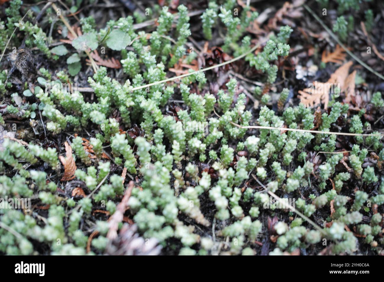 Biting Stonecrop (Sedum acre Stock Photo - Alamy