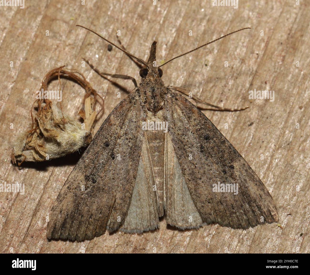 Hop Vine Snout (Hypena humuli Stock Photo - Alamy