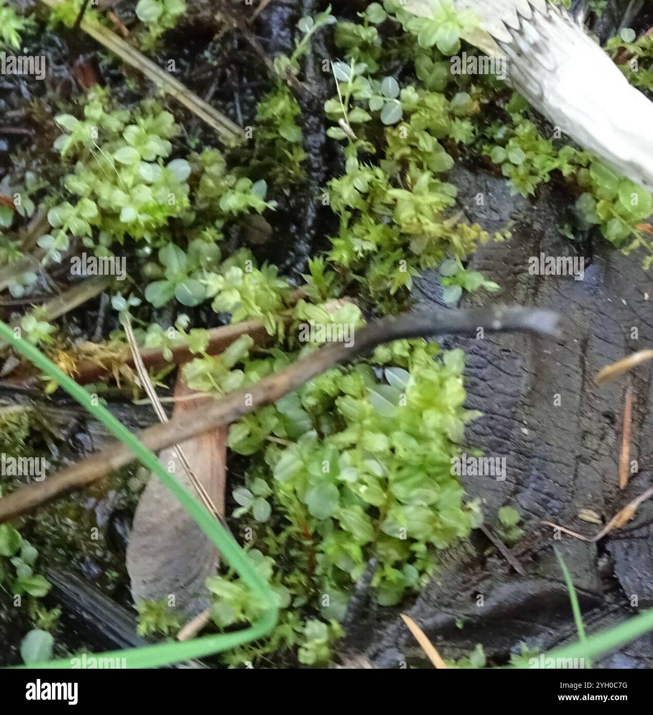 vascular plants (Tracheophyta Stock Photo - Alamy